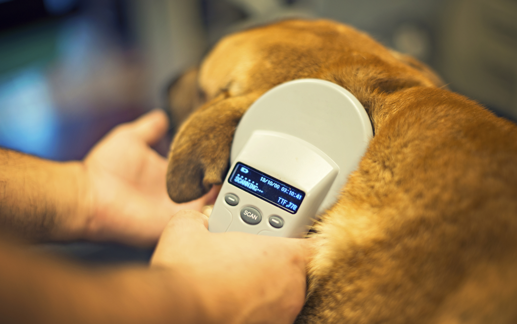 L'importance de la micropuce — Sauvetage Animal Rescue