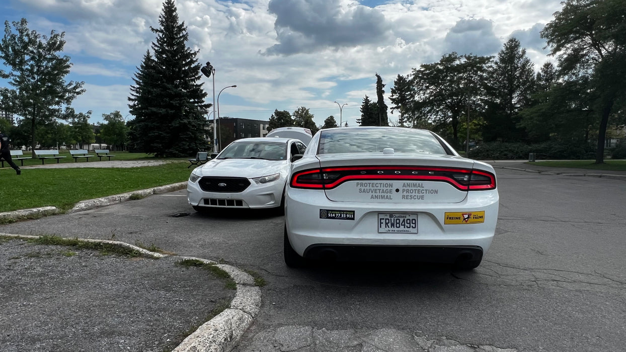 Stage Observation • 2607 • Sam 25 juillet 2026 — Sauvetage Animal Rescue